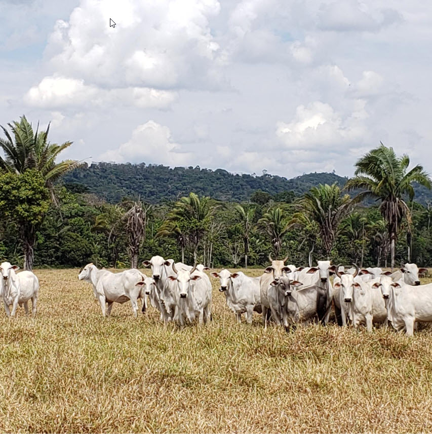 BRAZIL: JBS using beef from illegal cattle ranches | Latin America Bureau