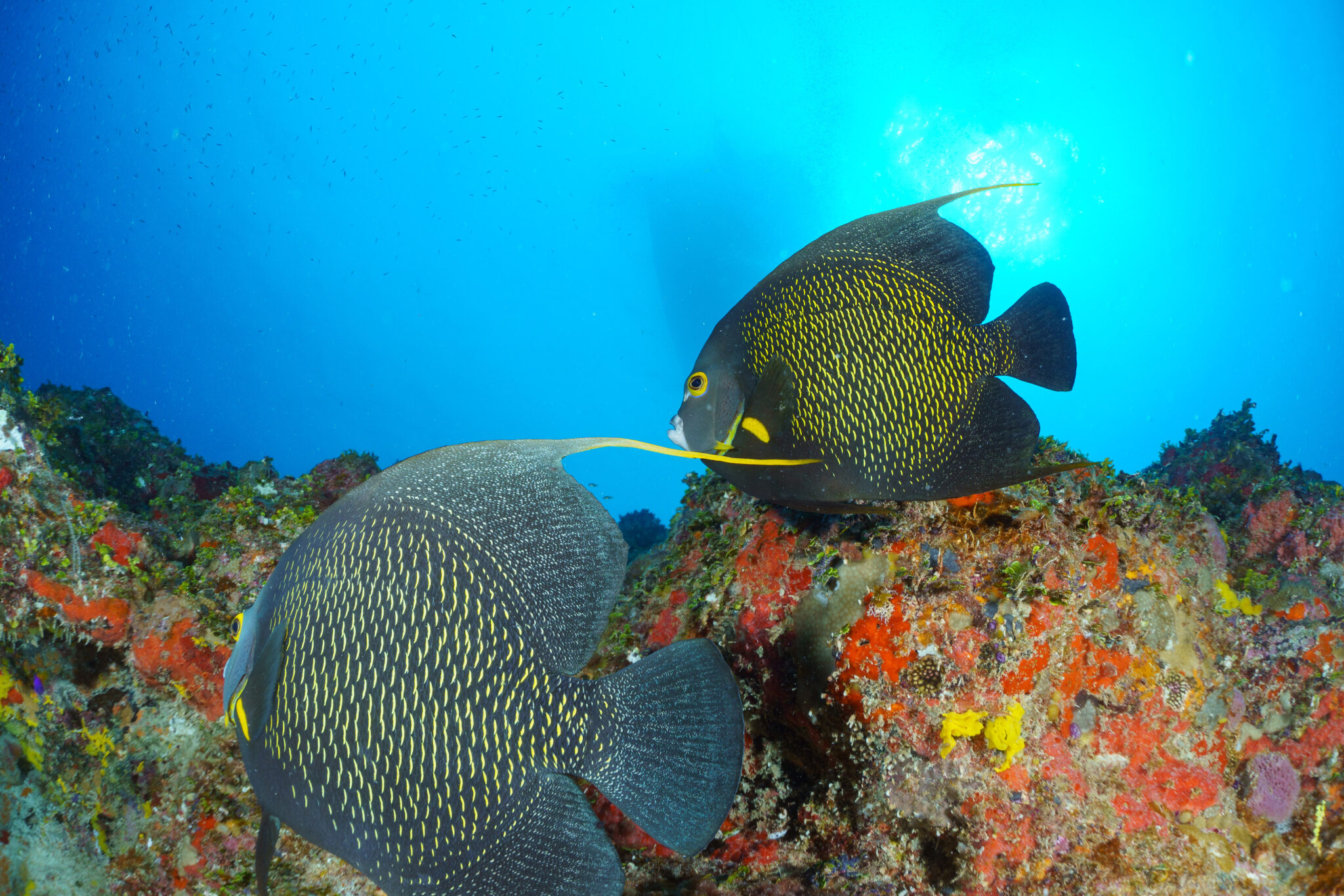 Brazil: offshore oil threatens coral reef | Latin America Bureau
